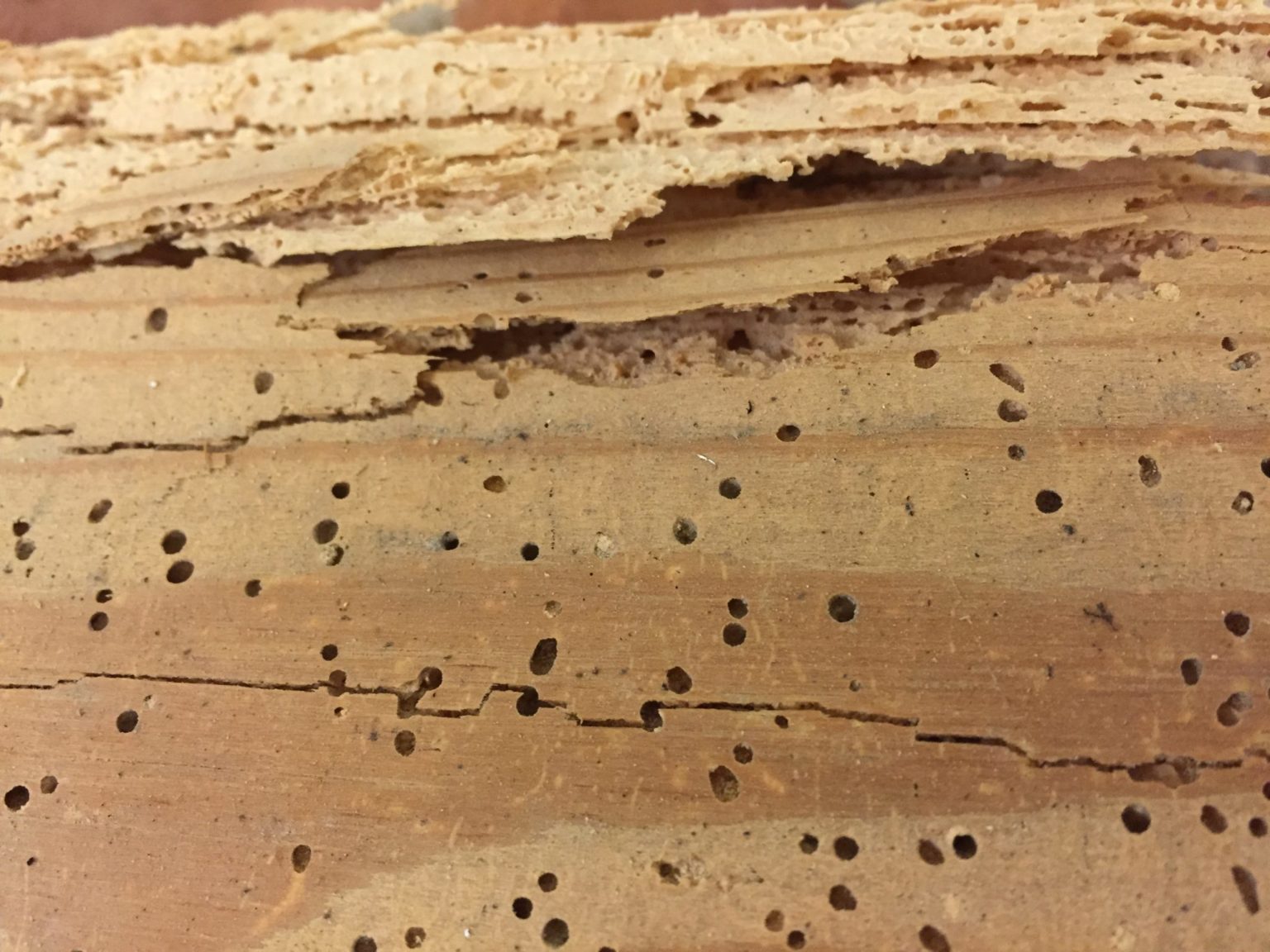 ¿Cómo tratar y eliminar la Carcoma de la Madera? - Duprat Plagas